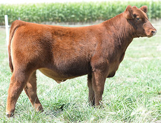 Altena Show Cattle — Club Calves Winners and Sale Cattle in George, Iowa