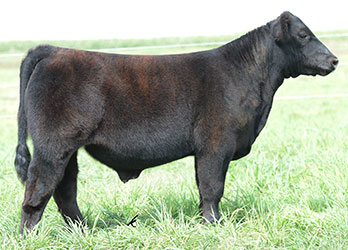 Altena Show Cattle — Club Calves Winners and Sale Cattle in George, Iowa