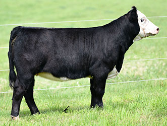 Altena Show Cattle — Club Calves Winners and Sale Cattle in George, Iowa